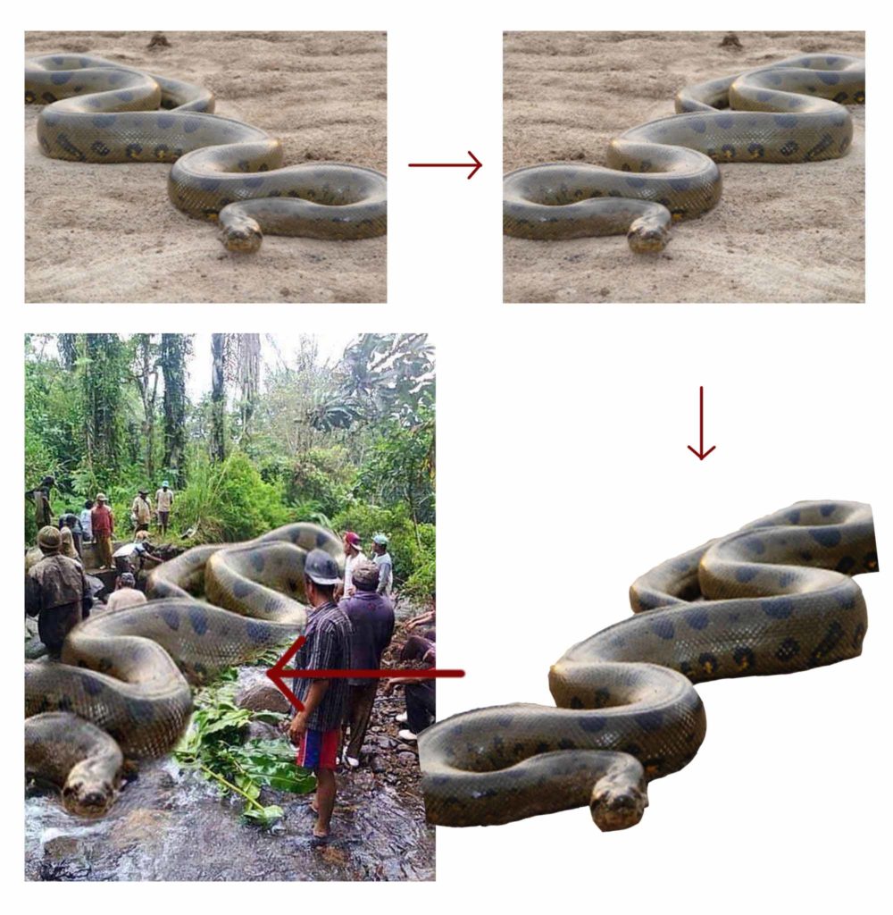 Biggest Snake Anaconda