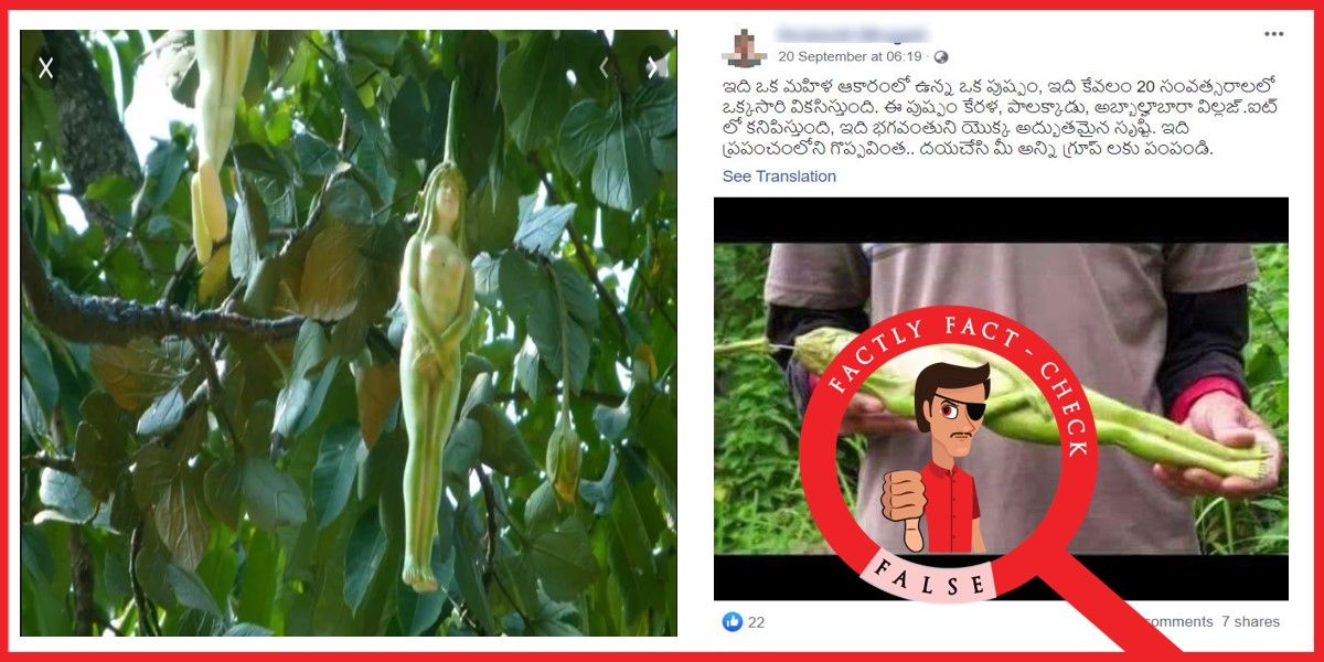 ఫోటో లో కనిపించే ‘మహిళ ఆకారంలోని పువ్వు’ ఉన్నట్లుగా ఎటువంటి ఆధారాలూ ...