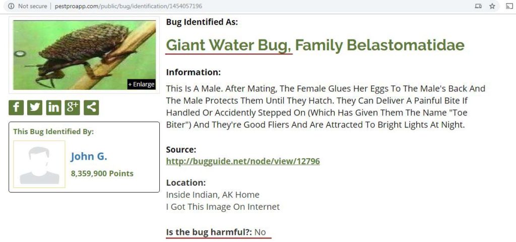 The insect in the photo is ‘Giant Water Bug’. It does not cause holes ...