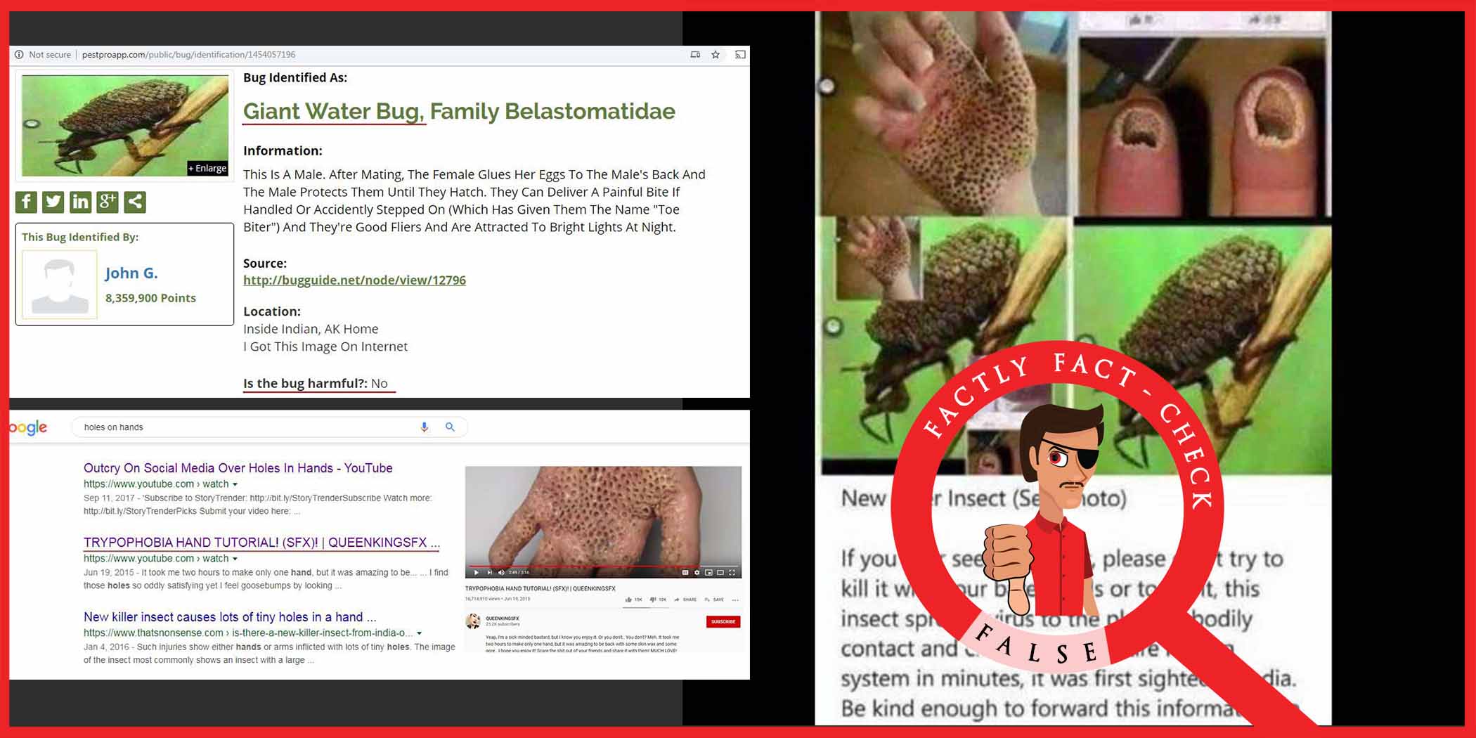 The insect in the photo is ‘Giant Water Bug’. It does not cause holes ...