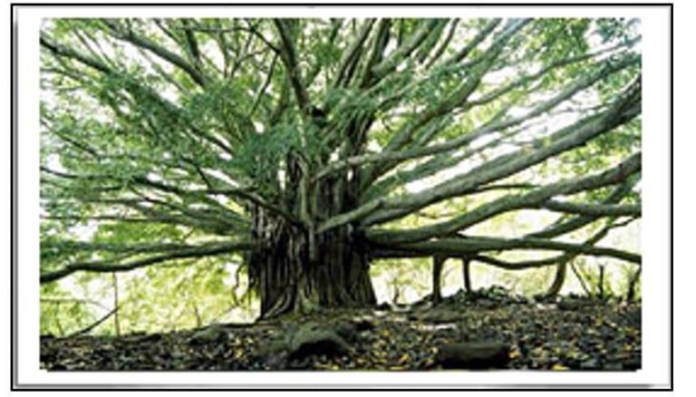 Explainer: What are the different National Symbols of India?