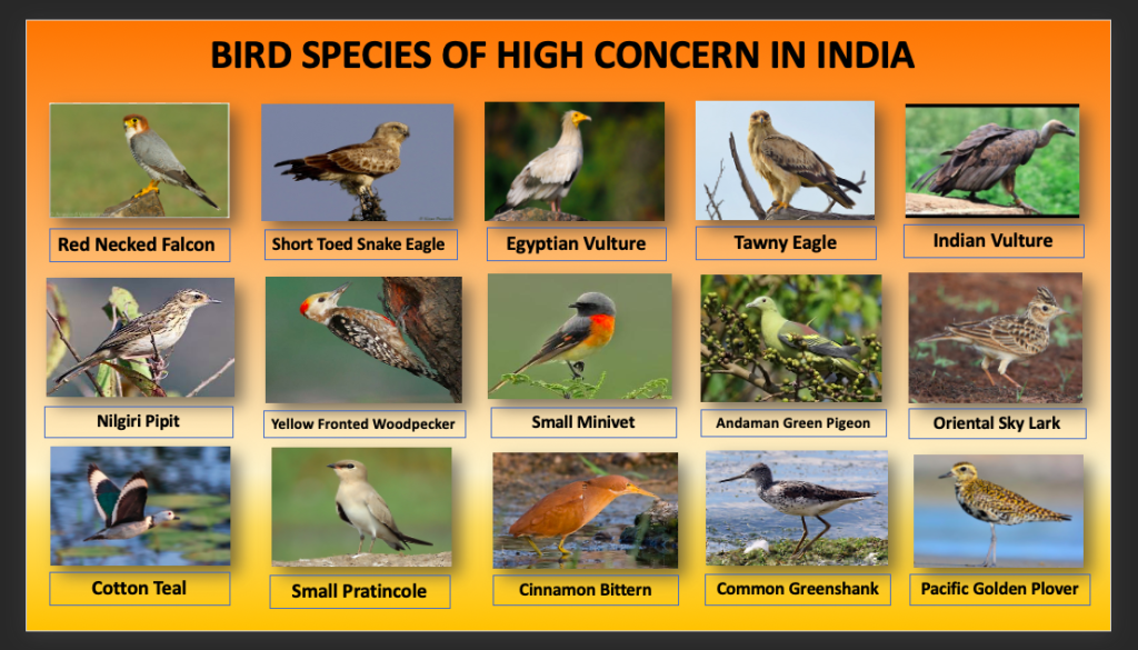 Endangered Indian Birds In Pictures: Showcasing India's Endangered