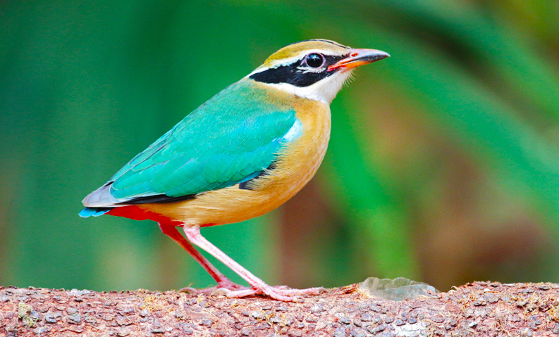 Endangered Indian Birds