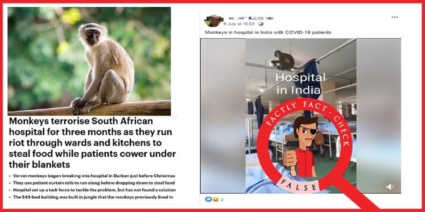 2019 video of monkeys inhabiting a hospital in South Africa is shared ...