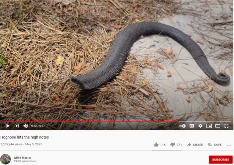 This video of snake screaming has nothing to do with Karimnagar - FACTLY