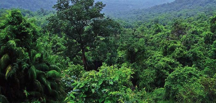 Data: ‘State of Forest Report 2023’ Indicates a Marginal Increase in ...