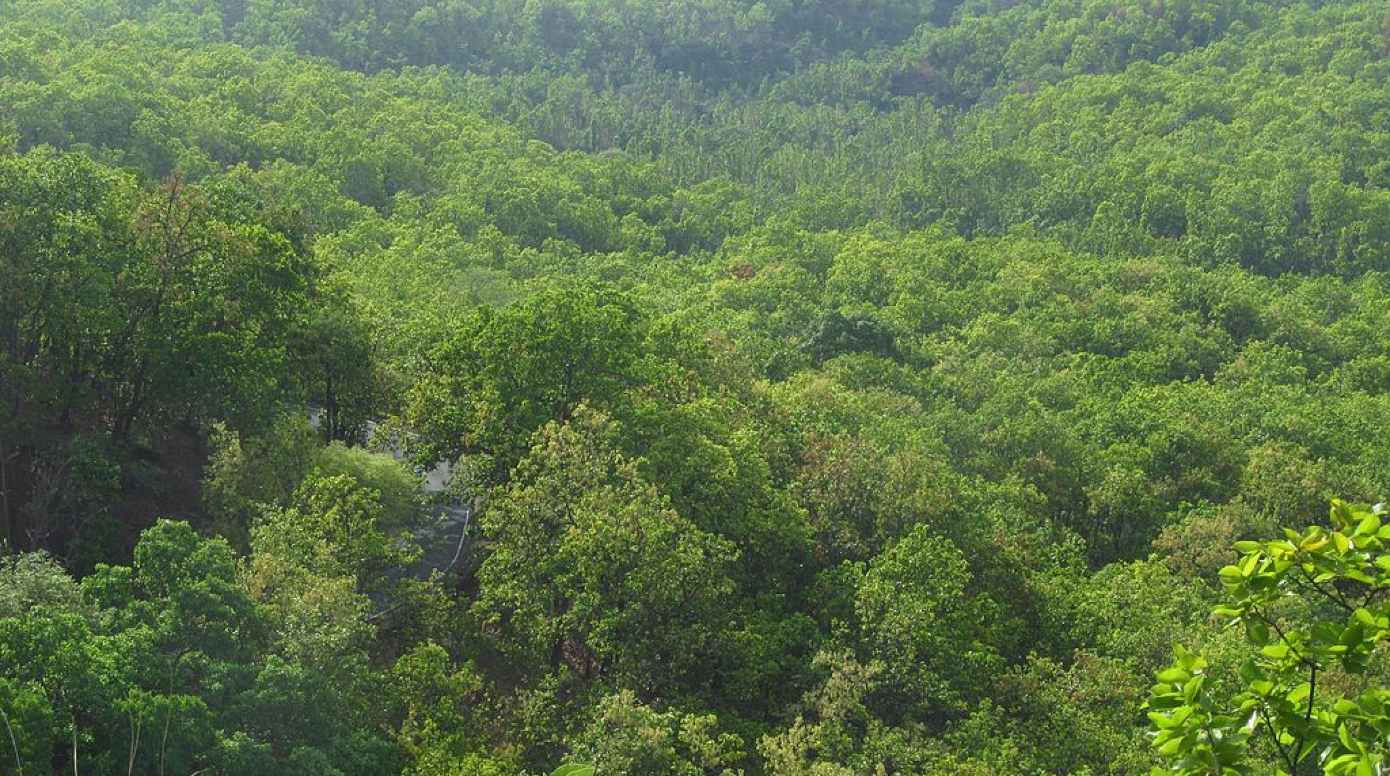 19 States record an increase in forest cover, experts highlight the ...