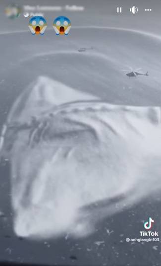 Digitally created video clips shared as real visuals of giant aquatic ...