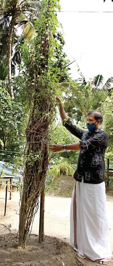 The tree seen in this viral pic is not Tulasi - FACTLY