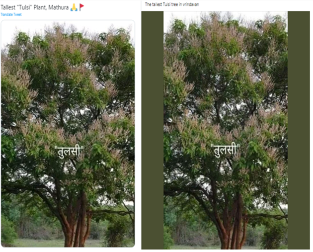 The tree seen in this viral pic is not Tulasi - FACTLY