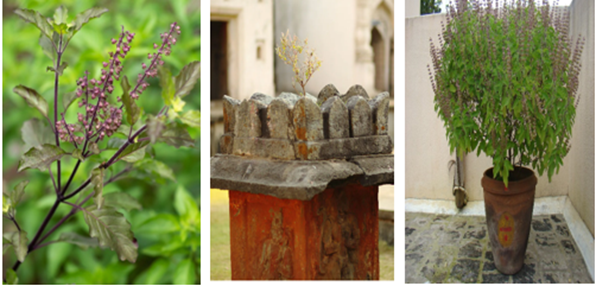 The tree seen in this viral pic is not Tulasi - FACTLY