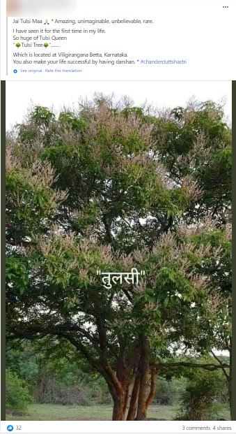 Tulsi Tree Pictures