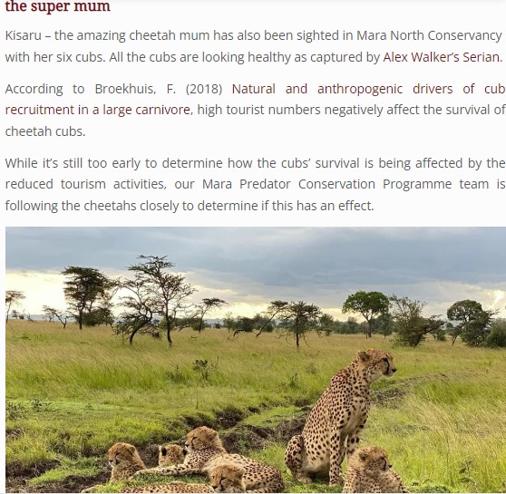 Old & Unrelated videos are being shared linking them to the Cheetahs ...