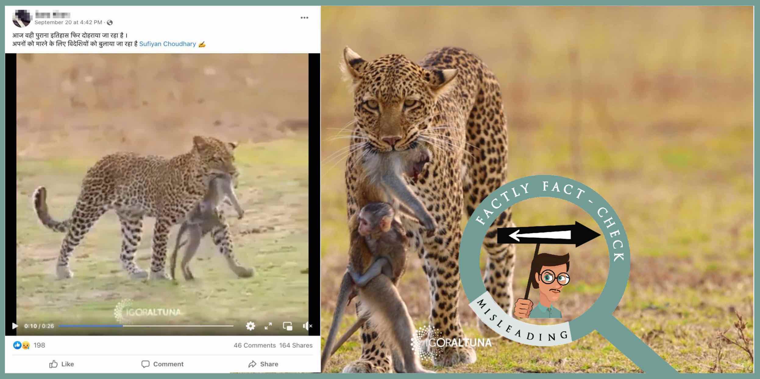 Old video of a leopard carrying a monkey and its baby in its jaws is ...