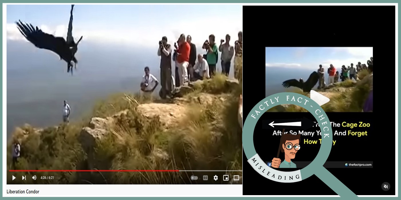 Clipped video of a Condor warming up before flying shared with a ...