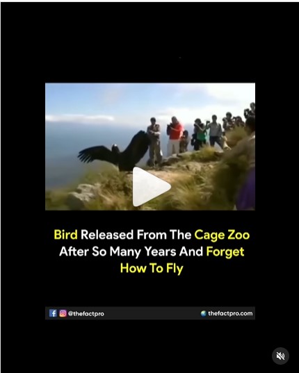 Clipped video of a Condor warming up before flying shared with a ...