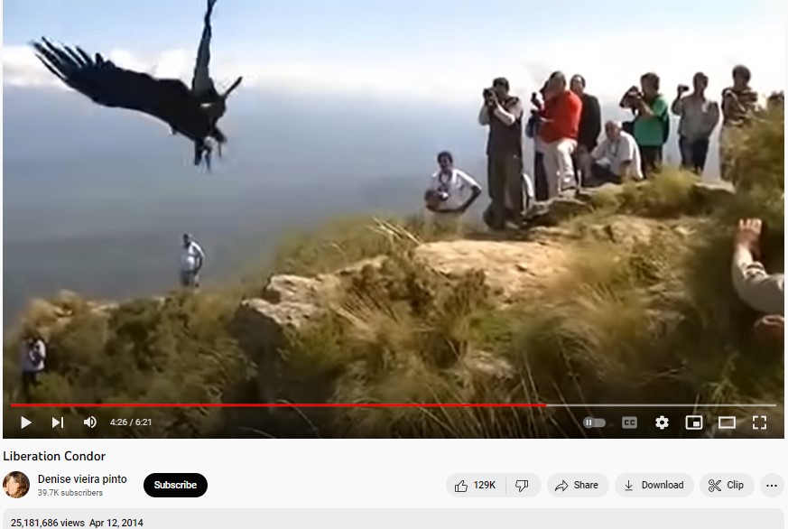 Clipped video of a Condor warming up before flying shared with a ...