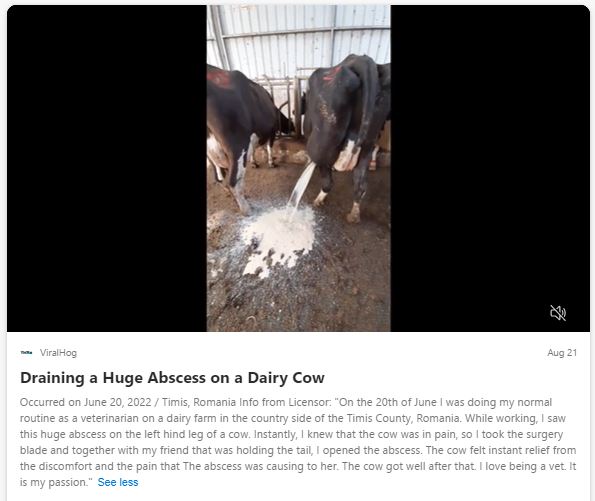 Visuals of abscess draining in a Bovine shared as dairy industry ...