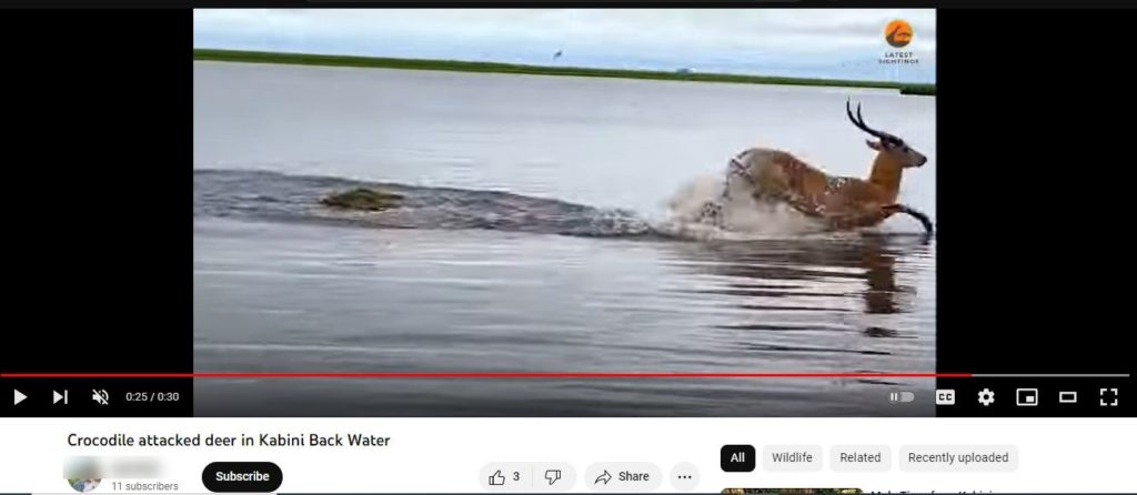 Visuals of crocodile chasing a buck in Botswana shared as that filmed ...