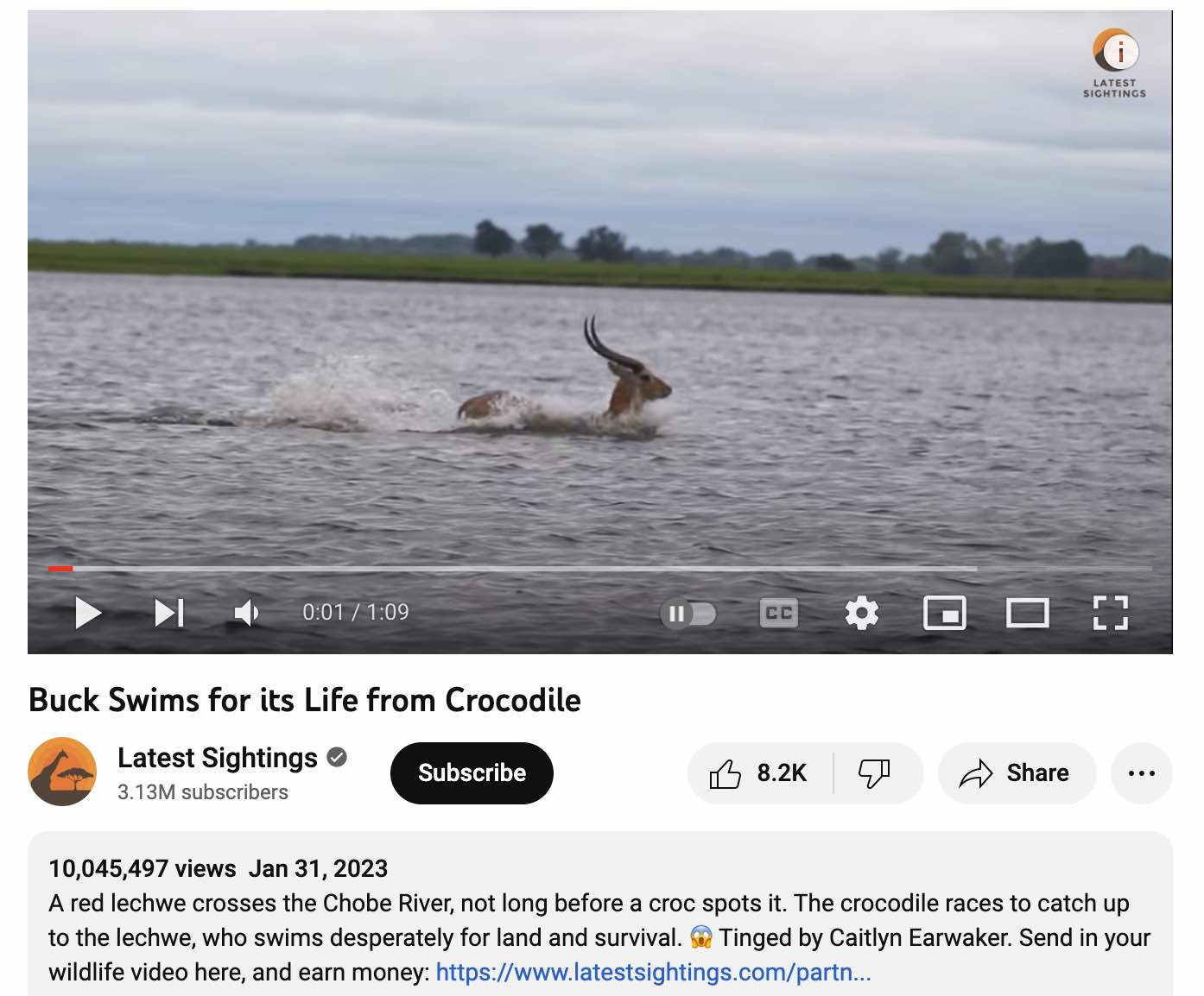 Visuals of crocodile chasing a buck in Botswana shared as that filmed ...
