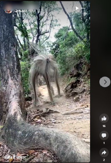 Video clip of a creature designed by visual artist Tobias Gremmler ...