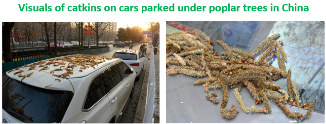 Viral Video Claiming Rain of Worms in China Actually Shows Poplar Tree ...