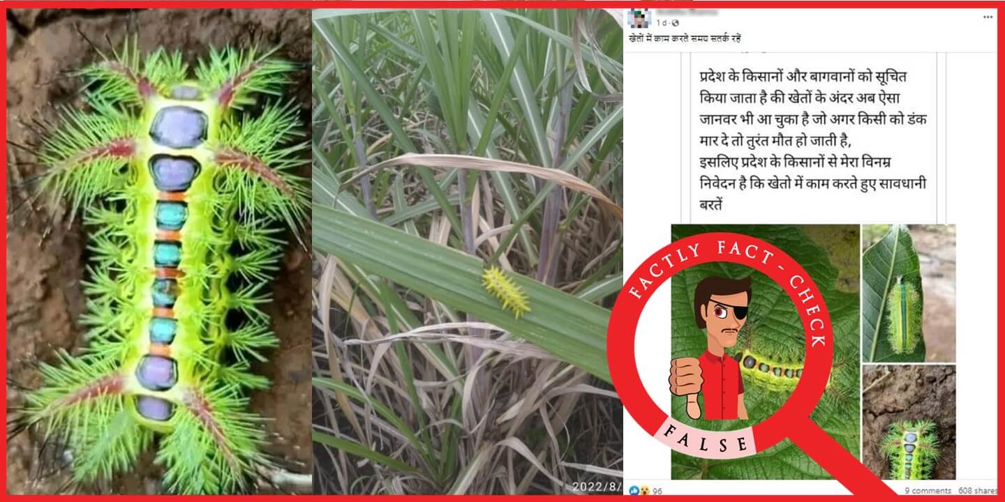 Scientists have clarified that the insect depicted in this viral post ...