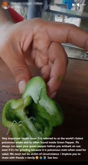 The worm spotted inside the green bell pepper in the video is not ...