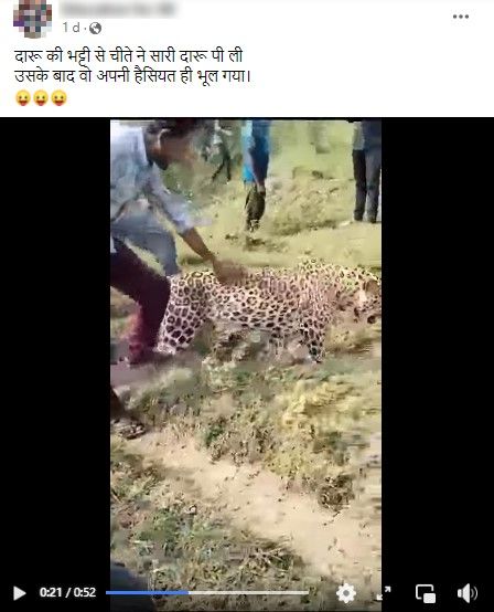 The leopard's unusual behavior resulting from a brain disorder is ...