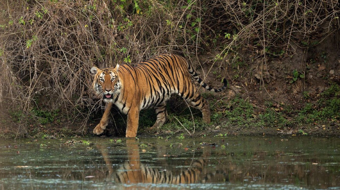 Data: Number of Humans Killed in Tiger Attacks Increased Significantly ...