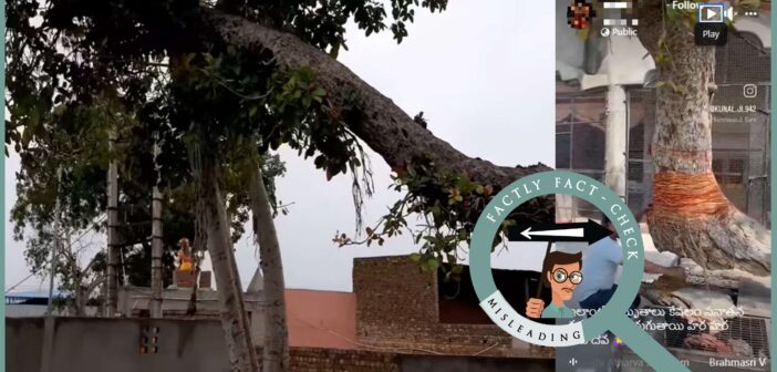 ఈ వీడియోలో వేలాడుతున్నట్టు కనిపిస్తున్న ఈ చెట్టు, నిజానికి పక్కనే ఉన్న ...