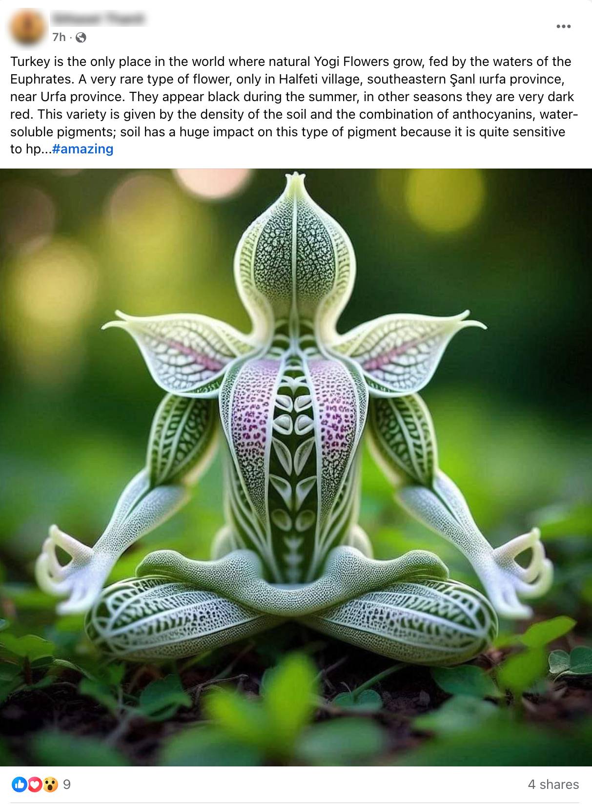 An AI-generated flower image is being shared as Turkey's unique Yogi ...