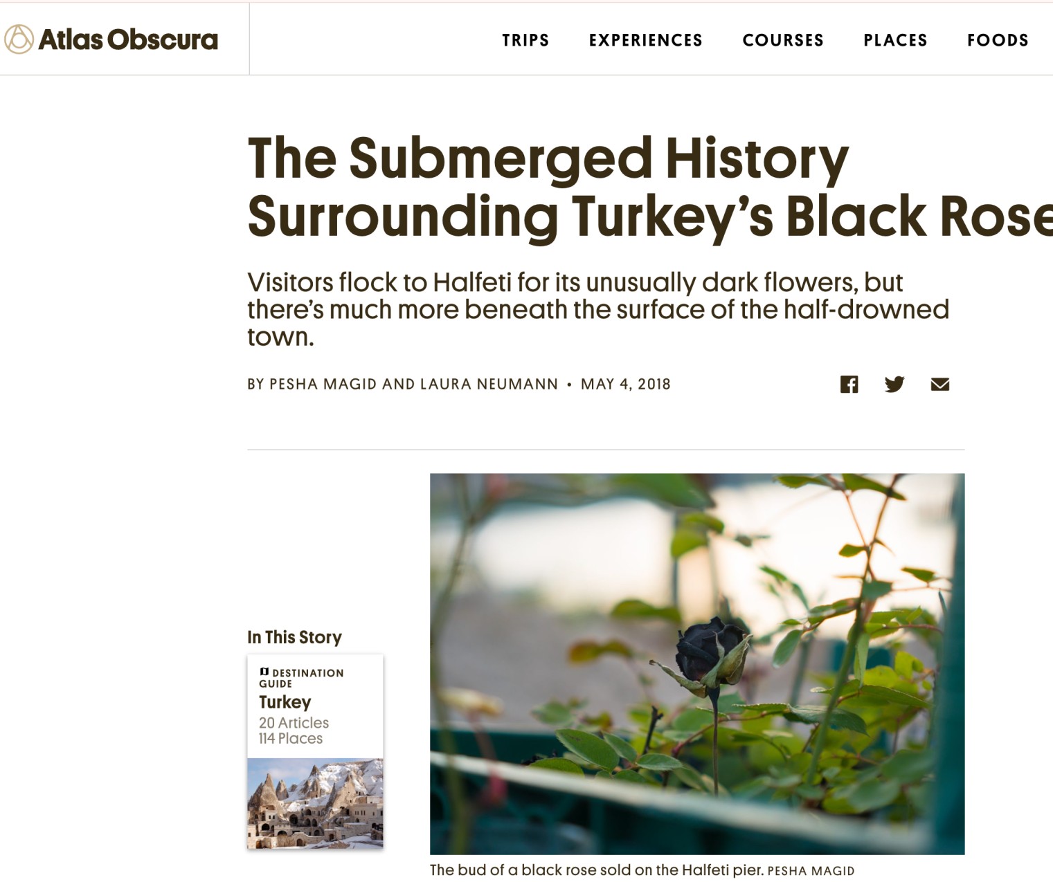 An AI-generated flower image is being shared as Turkey's unique Yogi ...