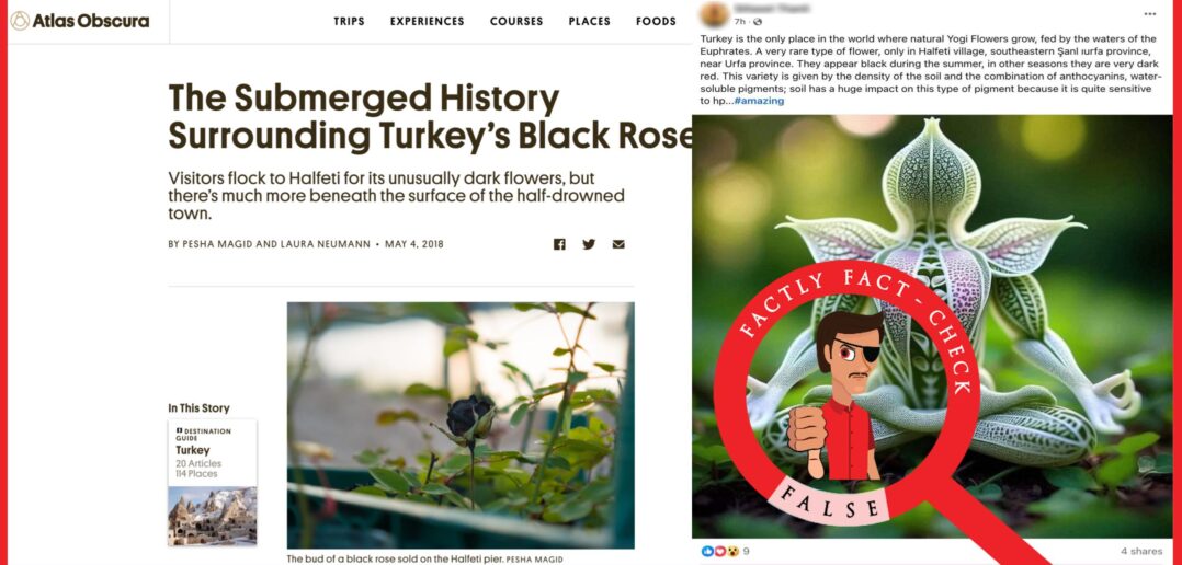 An AI-generated flower image is being shared as Turkey's unique Yogi ...