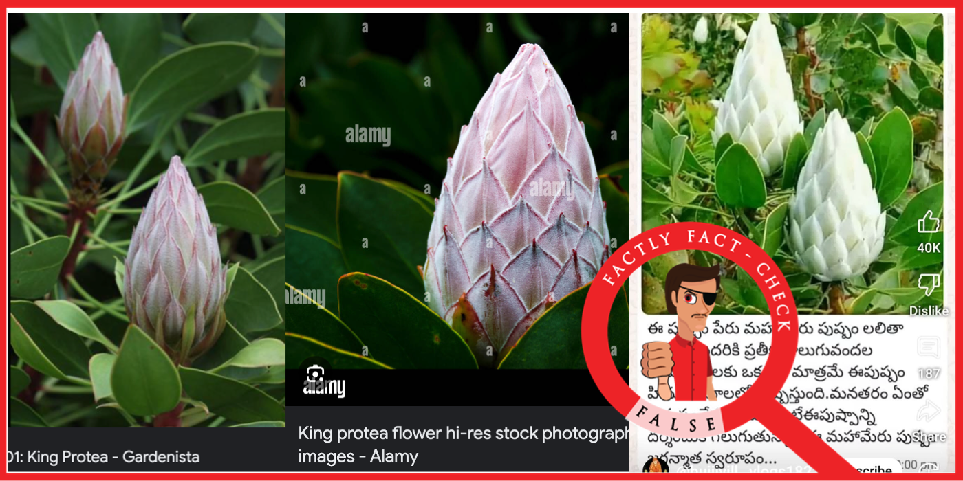 వైరల్ ఫోటోలోని పువ్వు దక్షిణాఫ్రికా జాతీయ పుష్పం ‘కింగ్ ప్రొటియా’; ఇది ...