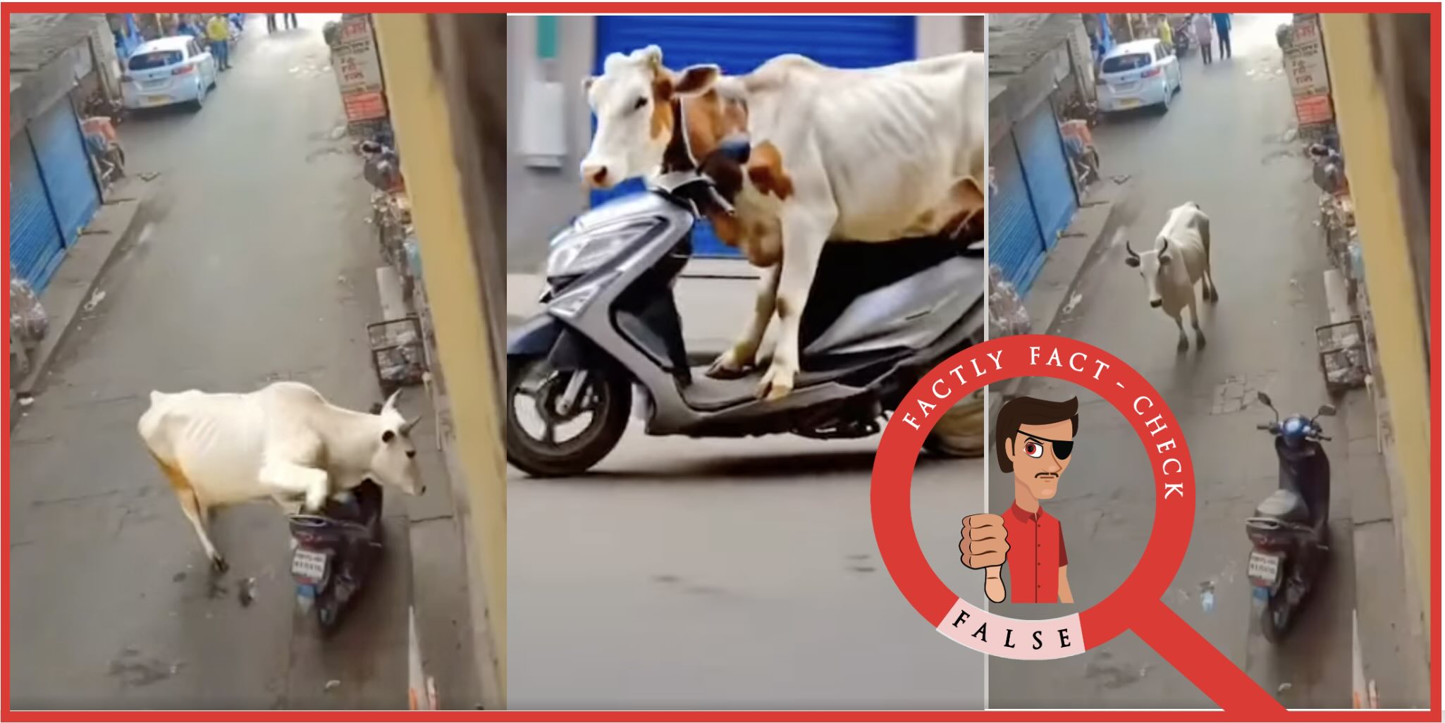 This video showing a cow sitting and riding a scooter is AI-generated ...