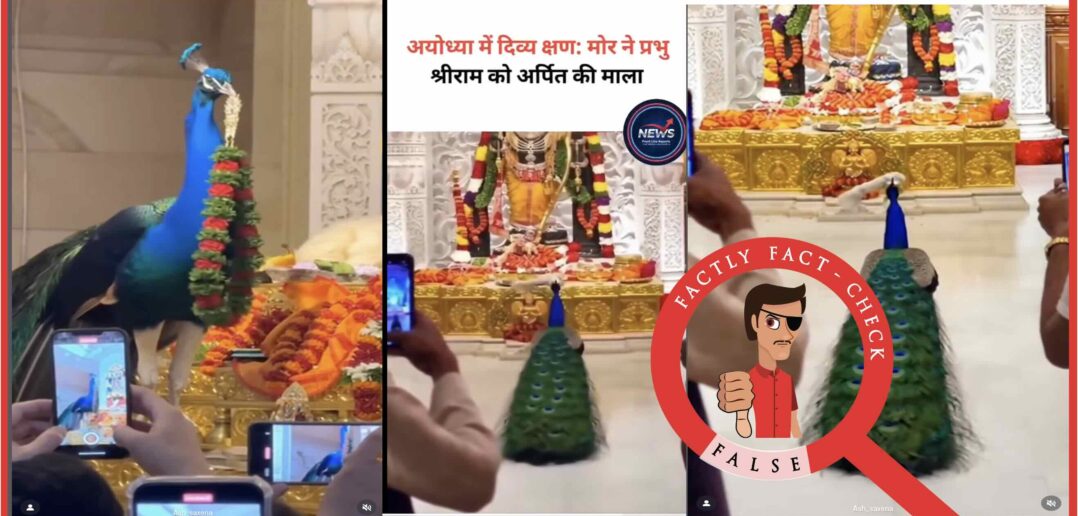 This video of a peacock garlanding the Ram Lalla idol in Ayodhya is AI ...